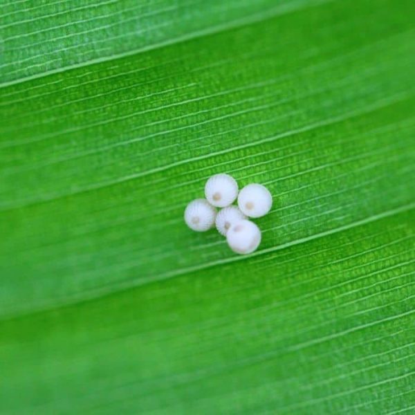 Everything You Need To Teach The Butterfly Life Cycle For Kids - Home ...