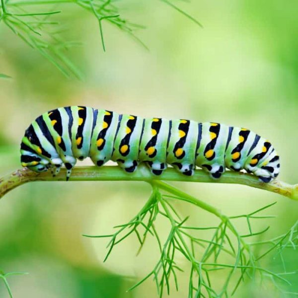 Everything You Need To Teach The Butterfly Life Cycle For Kids - Home ...