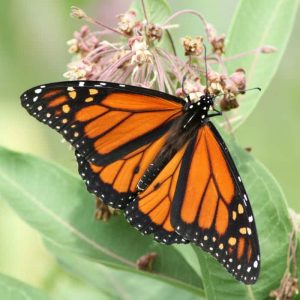 Everything You Need To Teach The Butterfly Life Cycle For Kids - Home ...